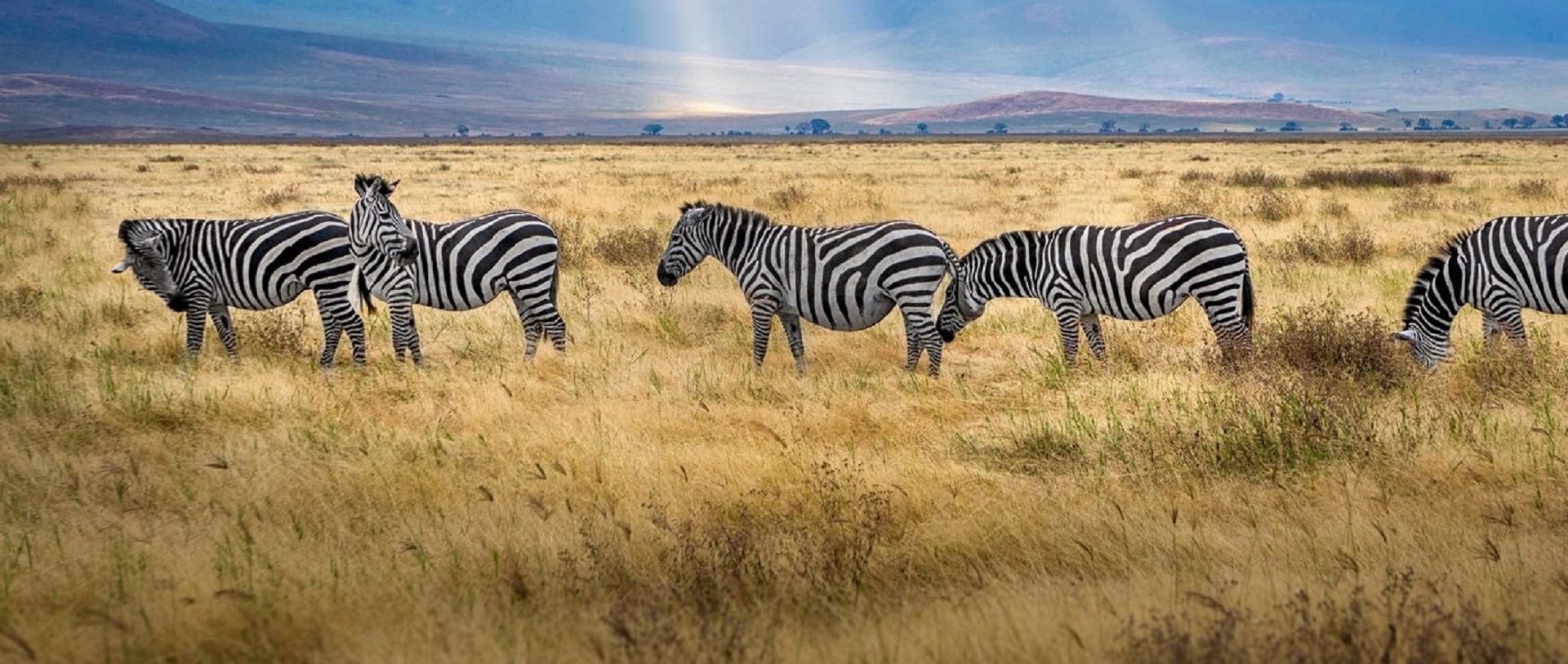 East Africa Safari